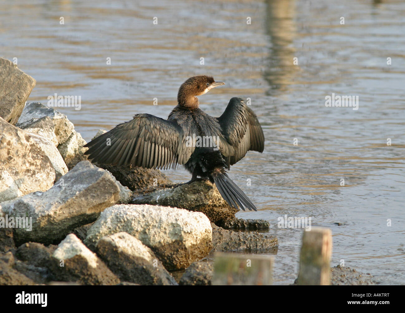 Pygmy Cormorant Phalacrocorax pygmeus Stock Photo - Alamy
