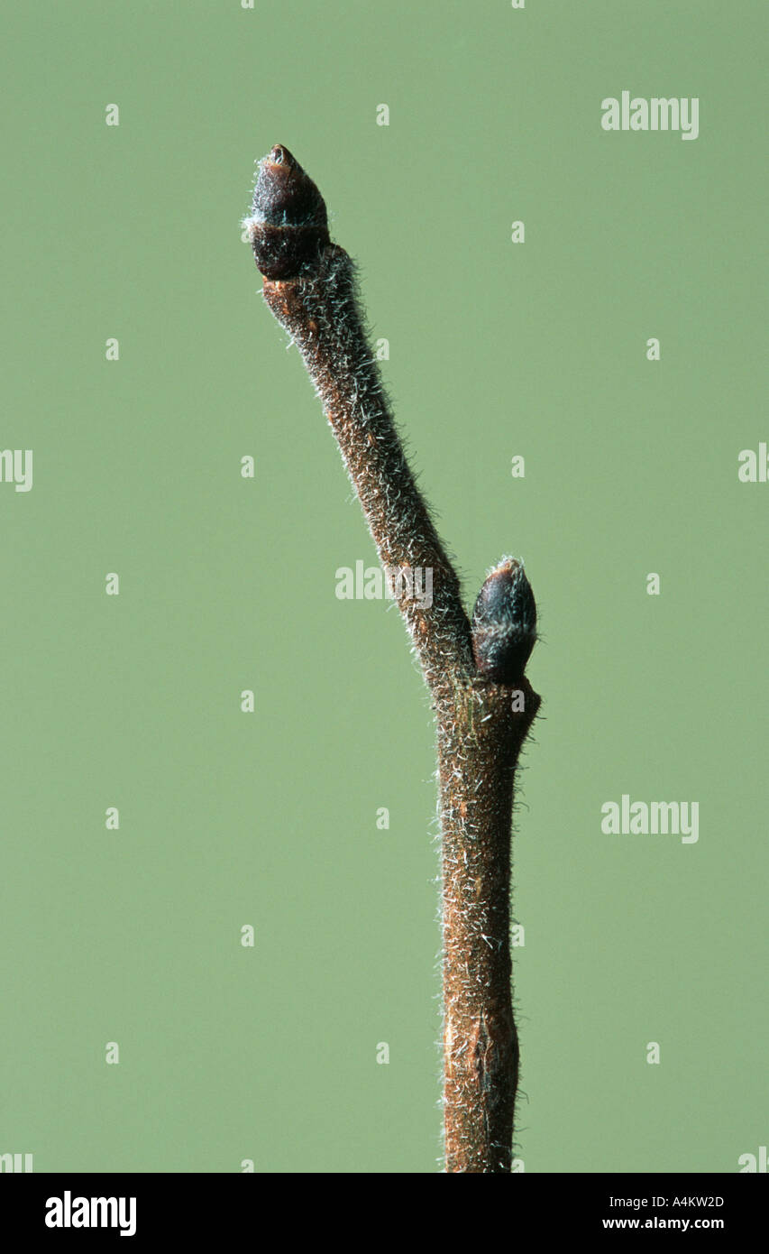 ENGLISH ELM bud Ulmus procera Stock Photo - Alamy