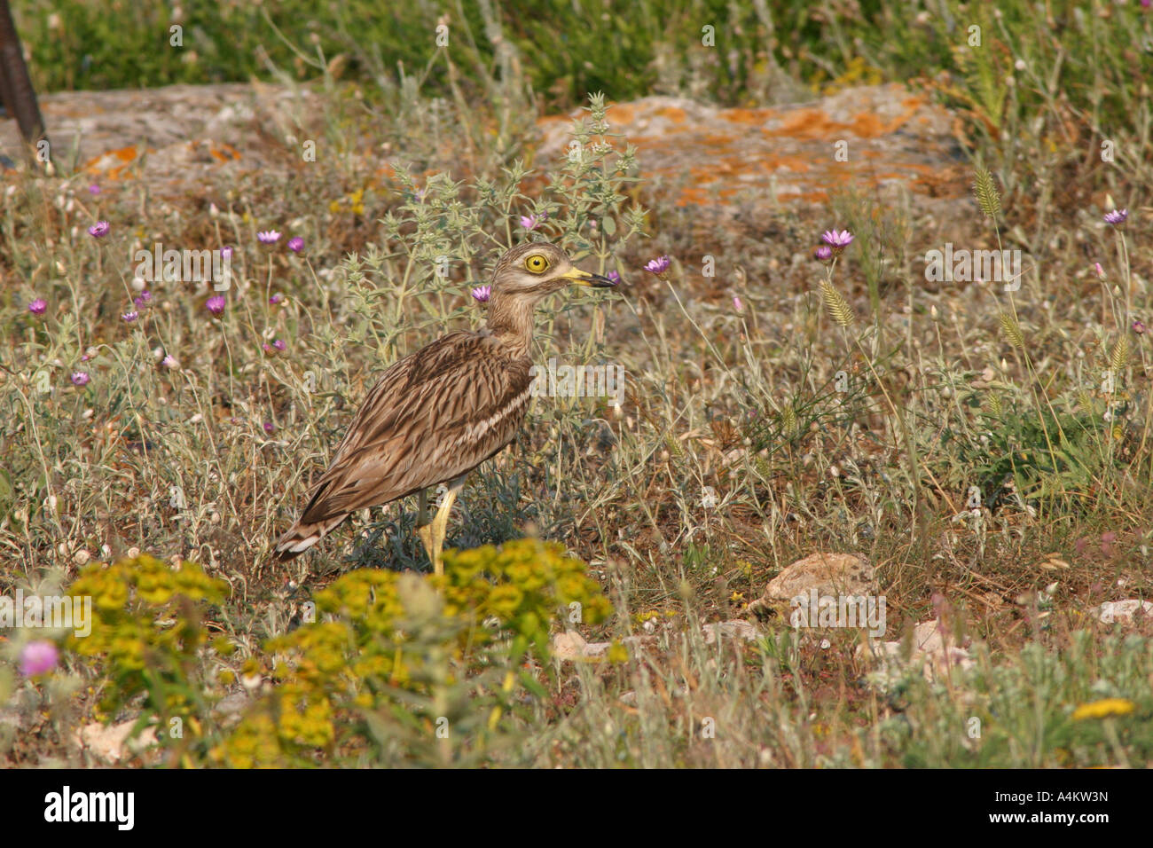 Dikkops or thick knees burhinus oedicnemus hi-res stock photography and ...