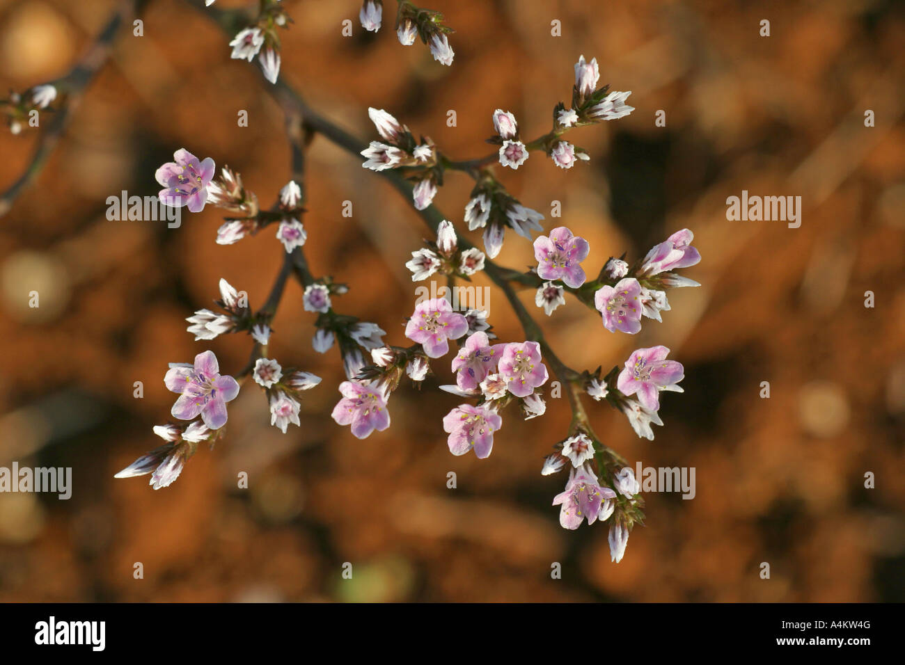 Goniolimon tataricum, Plumbaginaceae, German Statice,a plant from the ...