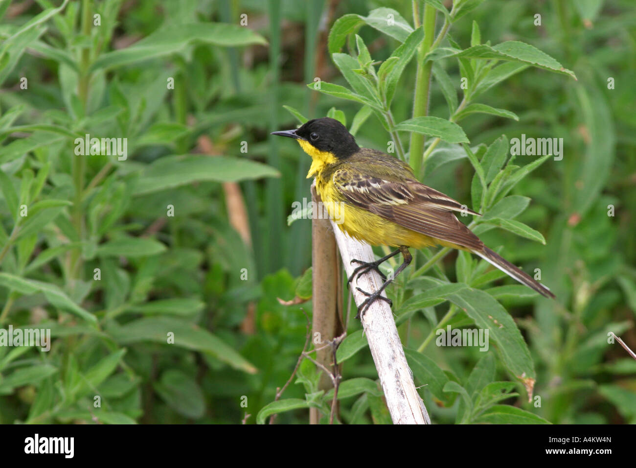 Yellow Wagtail, Motacilla flava, Bulgara, Europe Stock Photo - Alamy