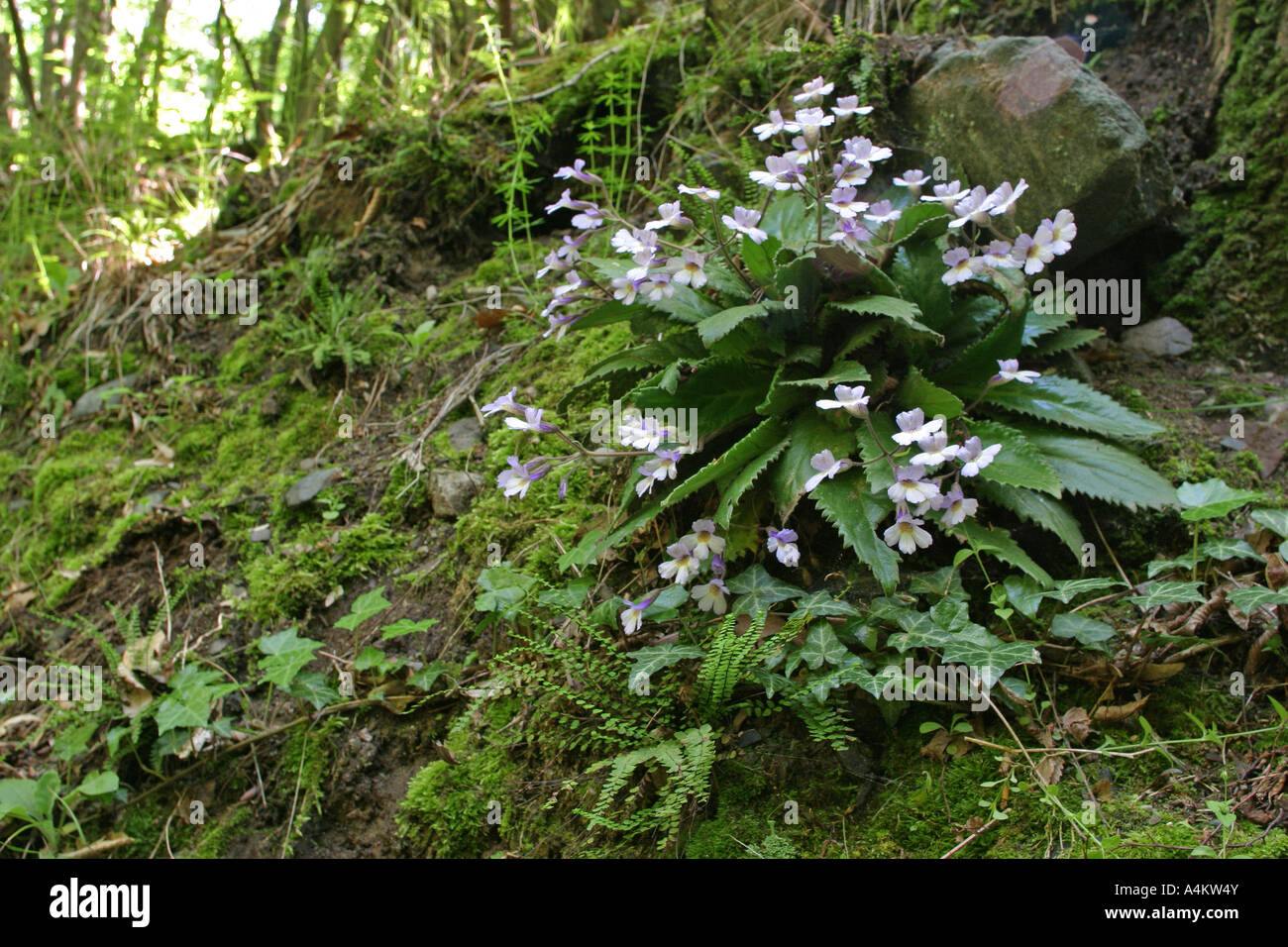 Gesneriaceae, Haberlea rhodopensis Stock Photo - Alamy