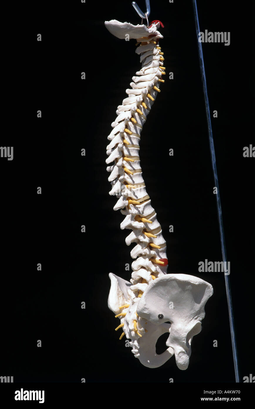 Colum spine hi-res stock photography and images - Alamy