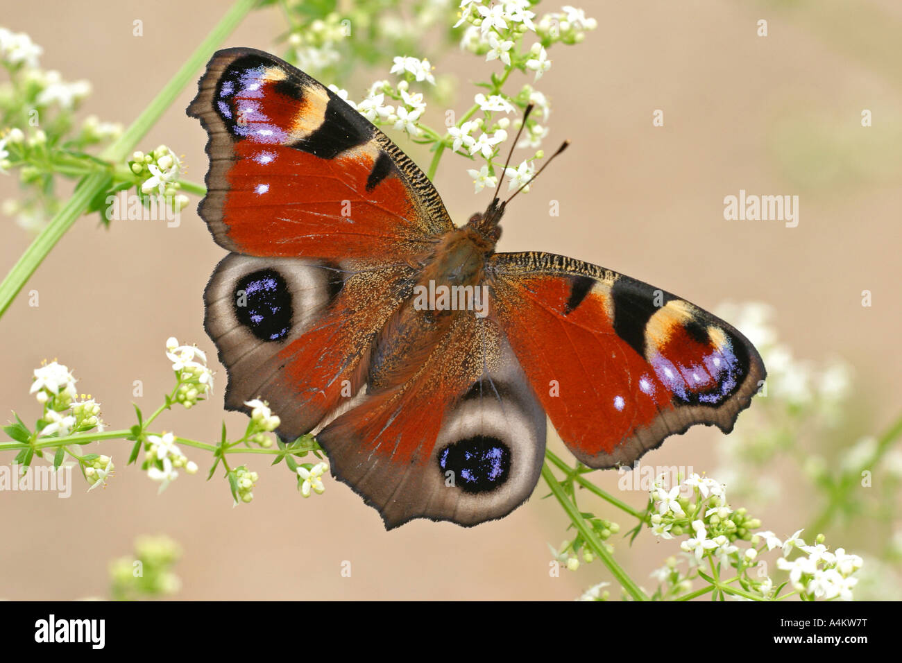 Peacock Butterfly /Inachis io Stock Photo - Alamy