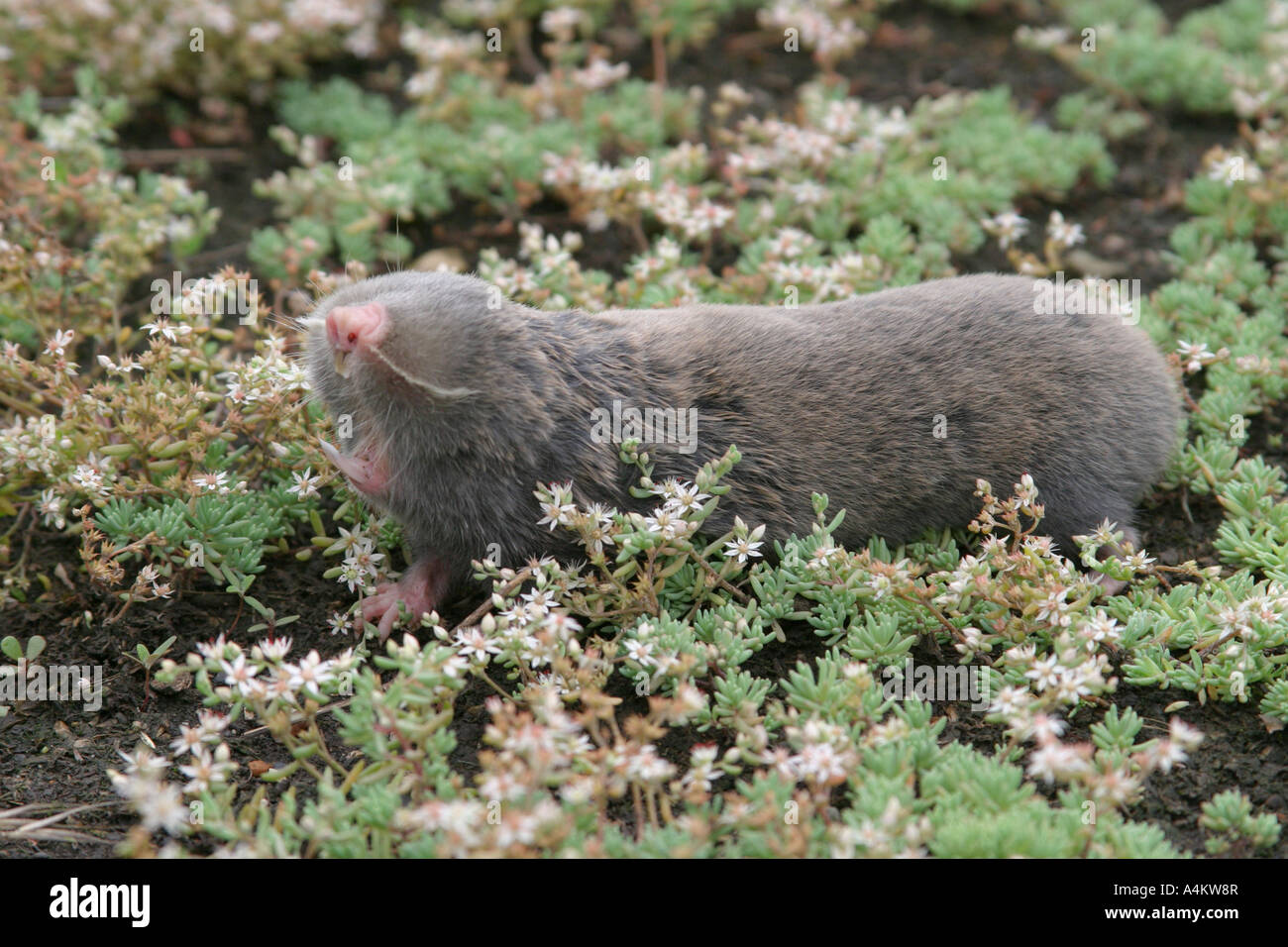 Lesser Mole-rat /Nanospalax leucodon/ Bulgaria ,Spalax leucodon Stock ...