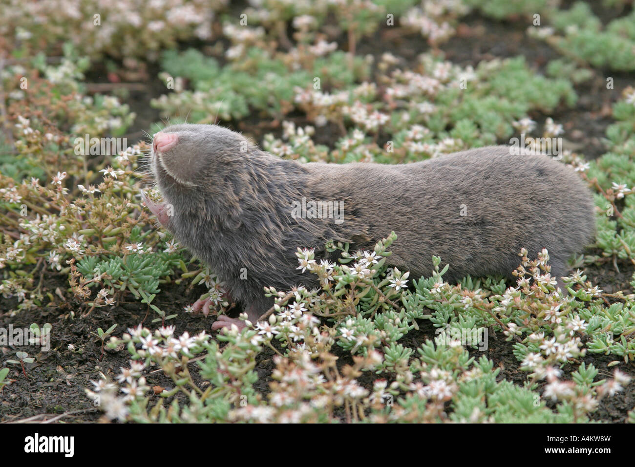 Lesser Mole-rat /Nanospalax leucodon/ Bulgaria ,Spalax leucodon Stock ...