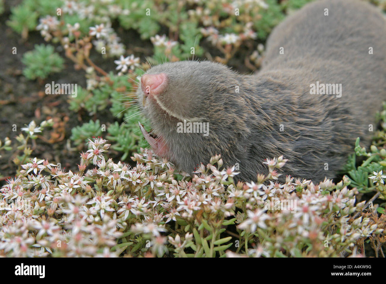 Lesser Mole-rat /Nanospalax leucodon/ Bulgaria ,Spalax leucodon Stock ...