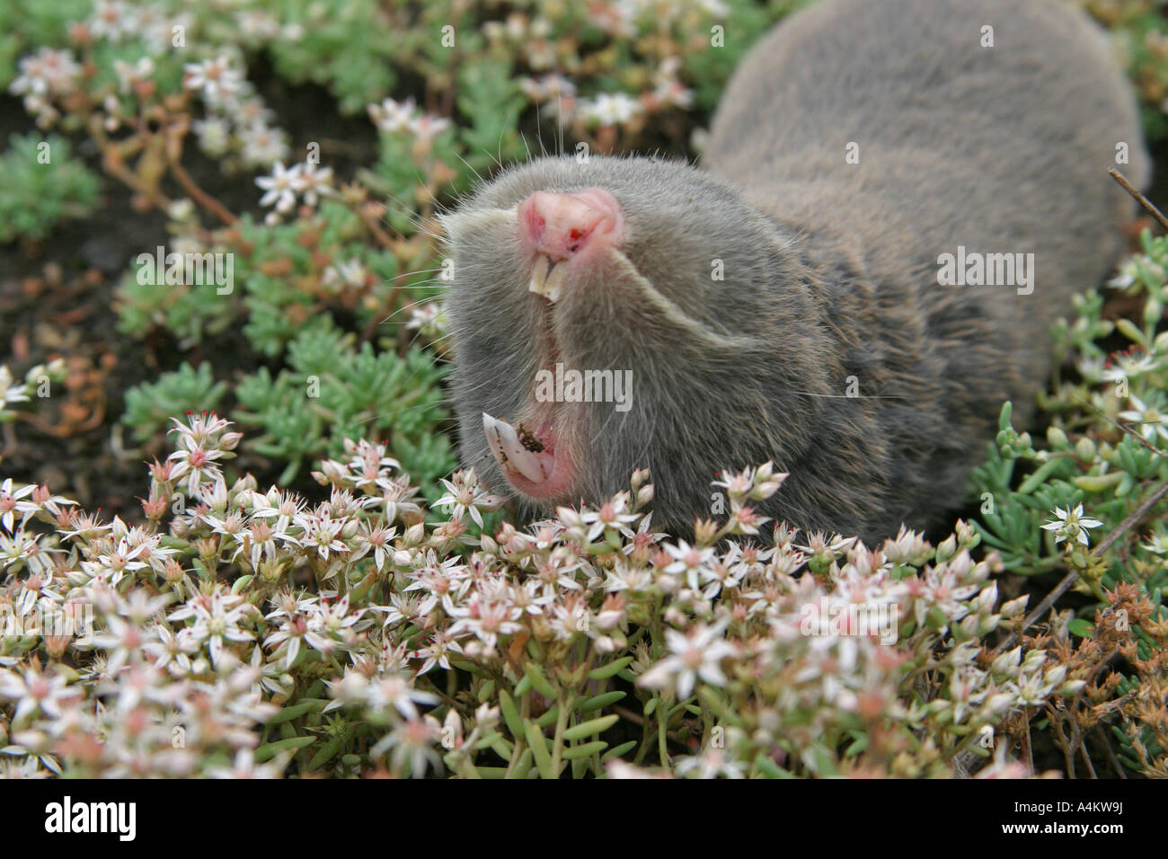 Lesser Mole-rat /Nanospalax leucodon/ Bulgaria ,Spalax leucodon Stock ...