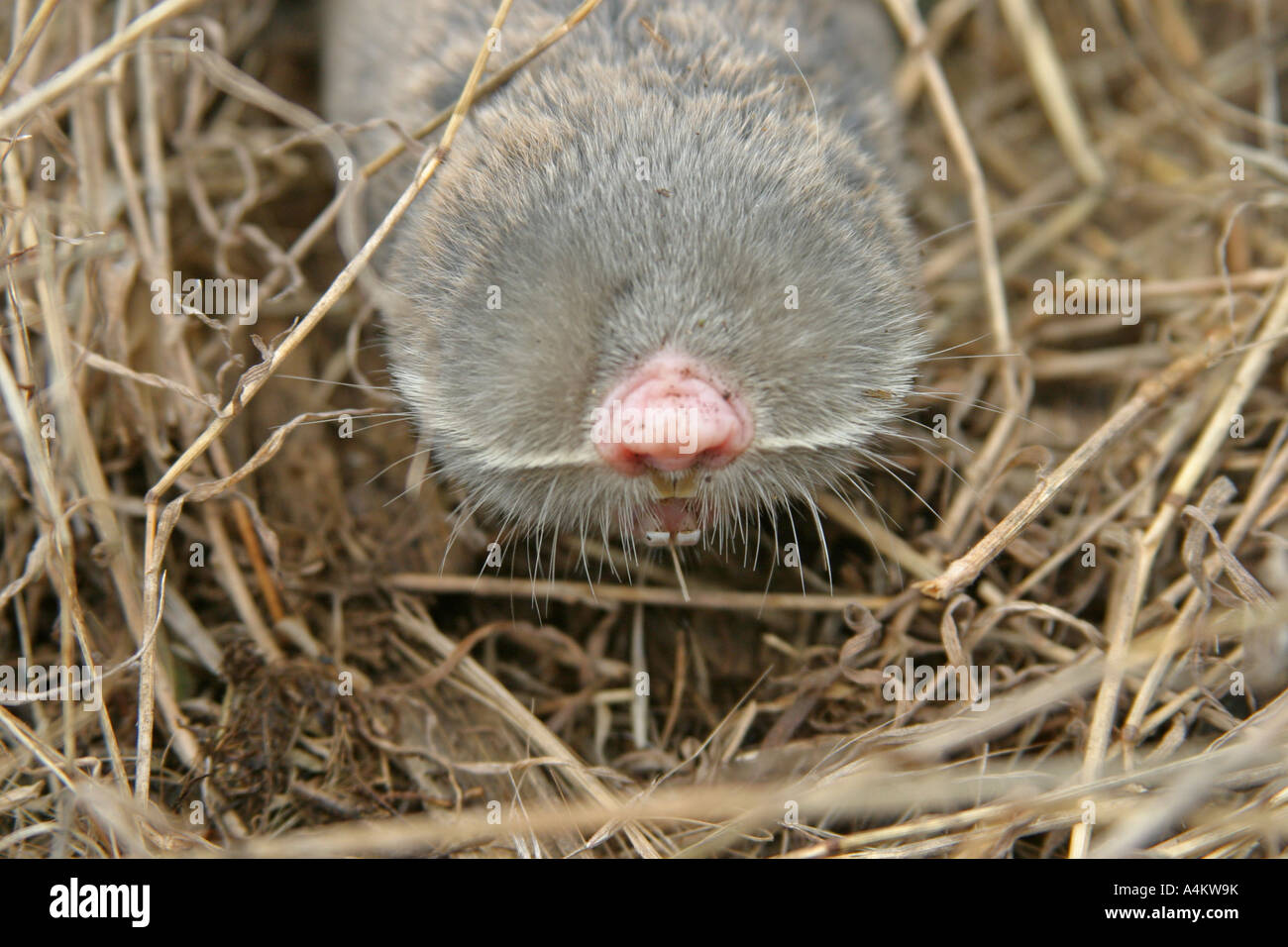Lesser blind mole rat hi-res stock photography and images - Alamy