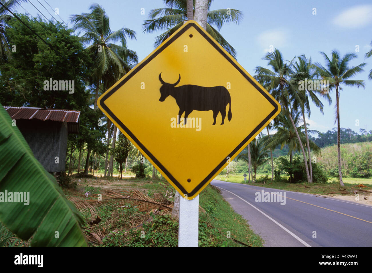 Water buffalo caution road sign in Thailand Stock Photo - Alamy