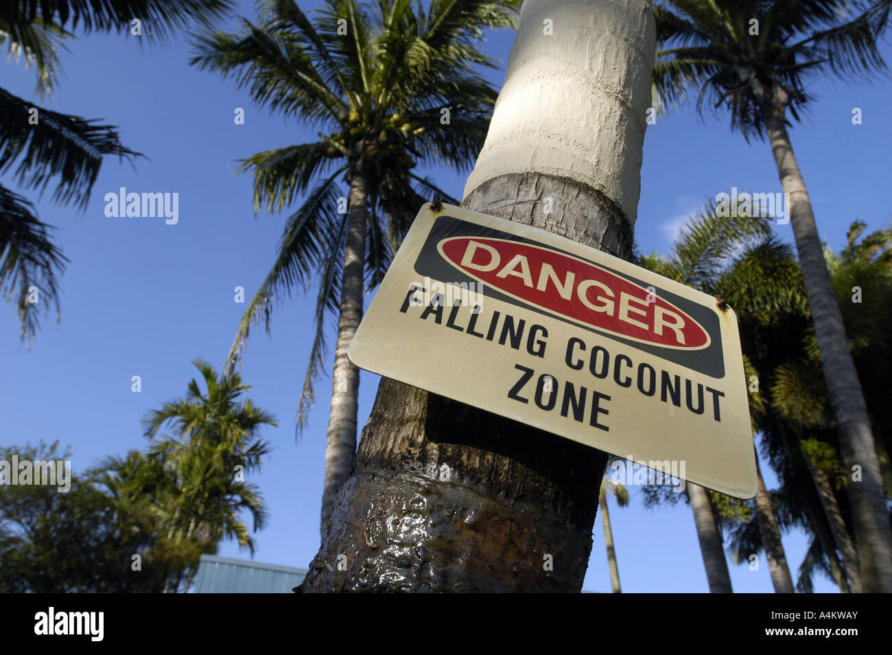 Coconut Palm Cocus nucifera with warning sign Fort Lauderdale Florida ...
