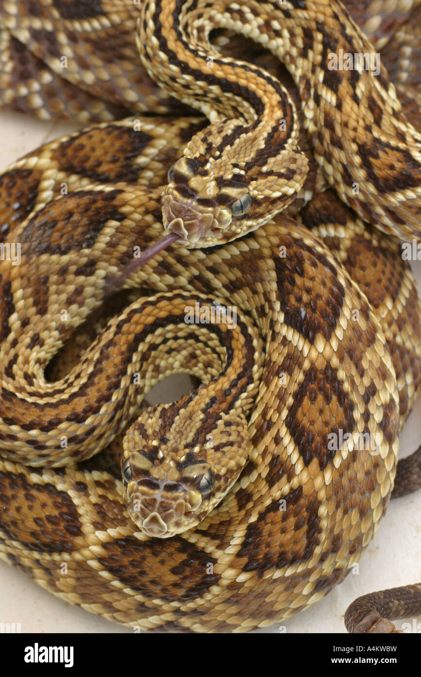 South American rattlesnake or tropical rattlesnake, Crotalus durissus ...