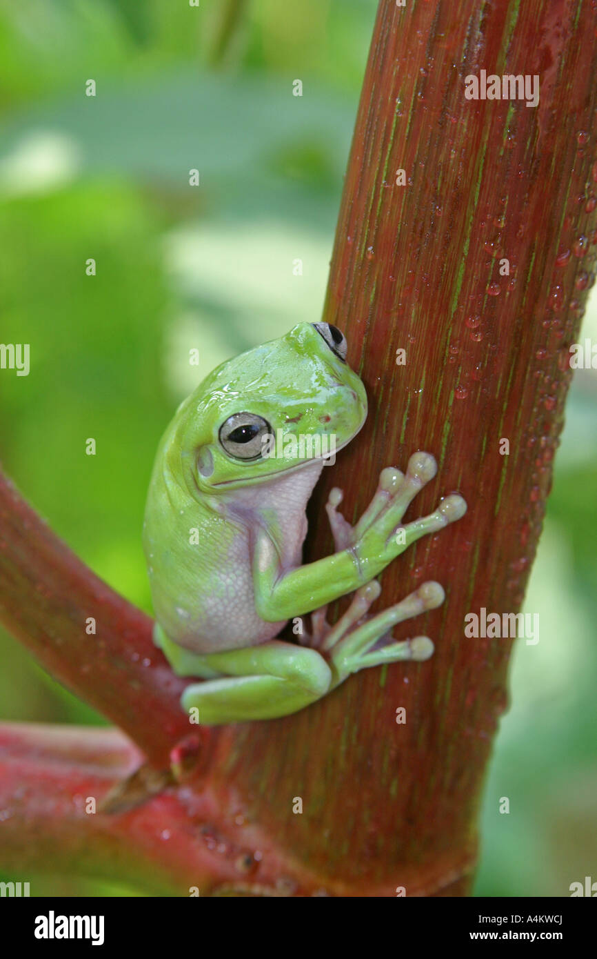 exotic tree frog, Litoria caerulea Stock Photo - Alamy