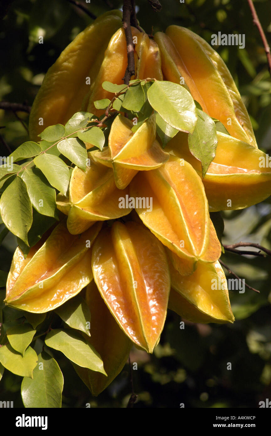 carambola (star fruit Stock Photo - Alamy