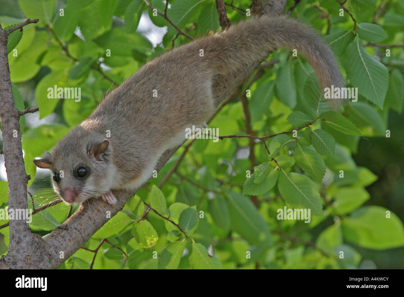 European edible dormouse hi-res stock photography and images - Alamy