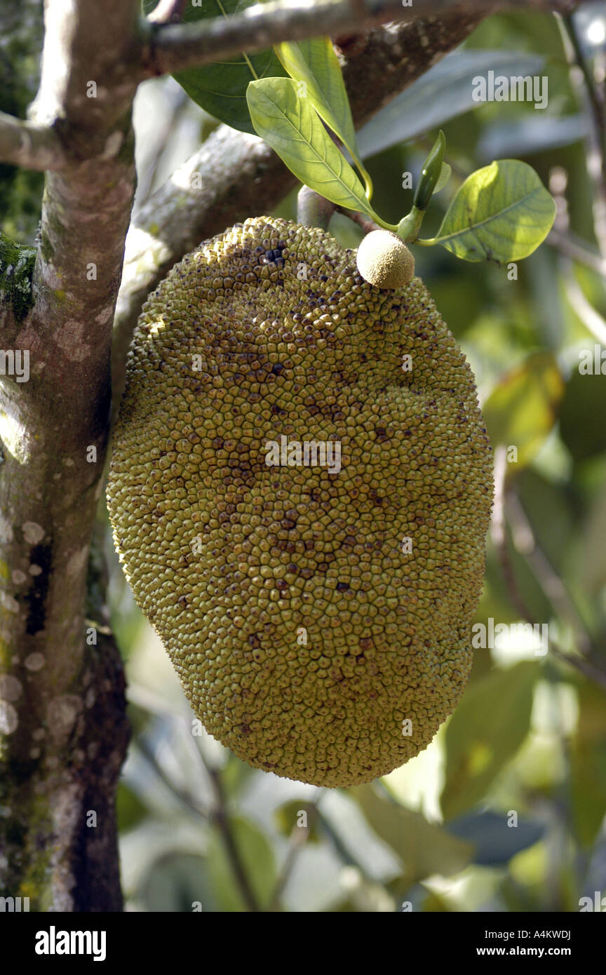 Jak Tree High Resolution Stock Photography and Images - Alamy