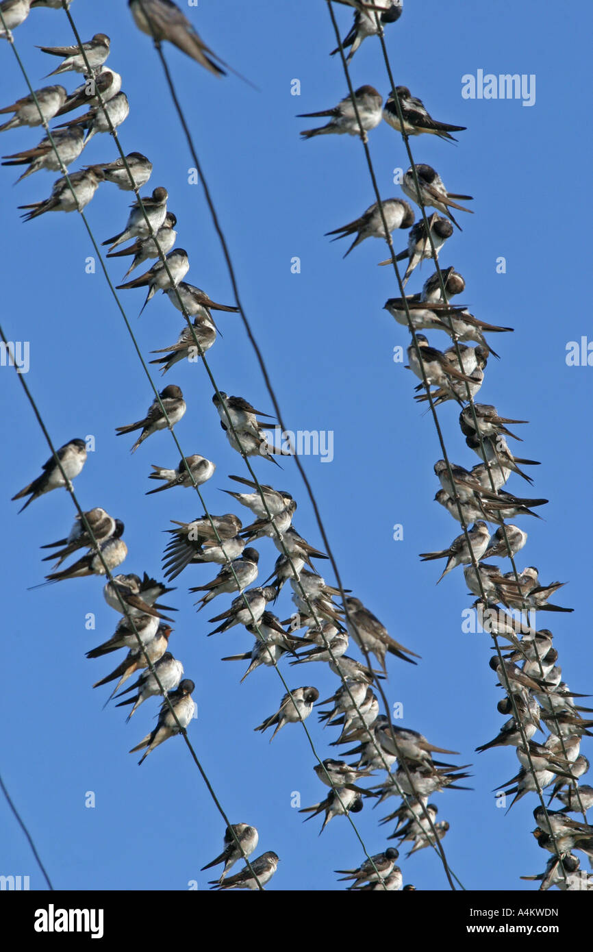 House Martins Delichon urbica preparing to migrate in late summer Stock ...