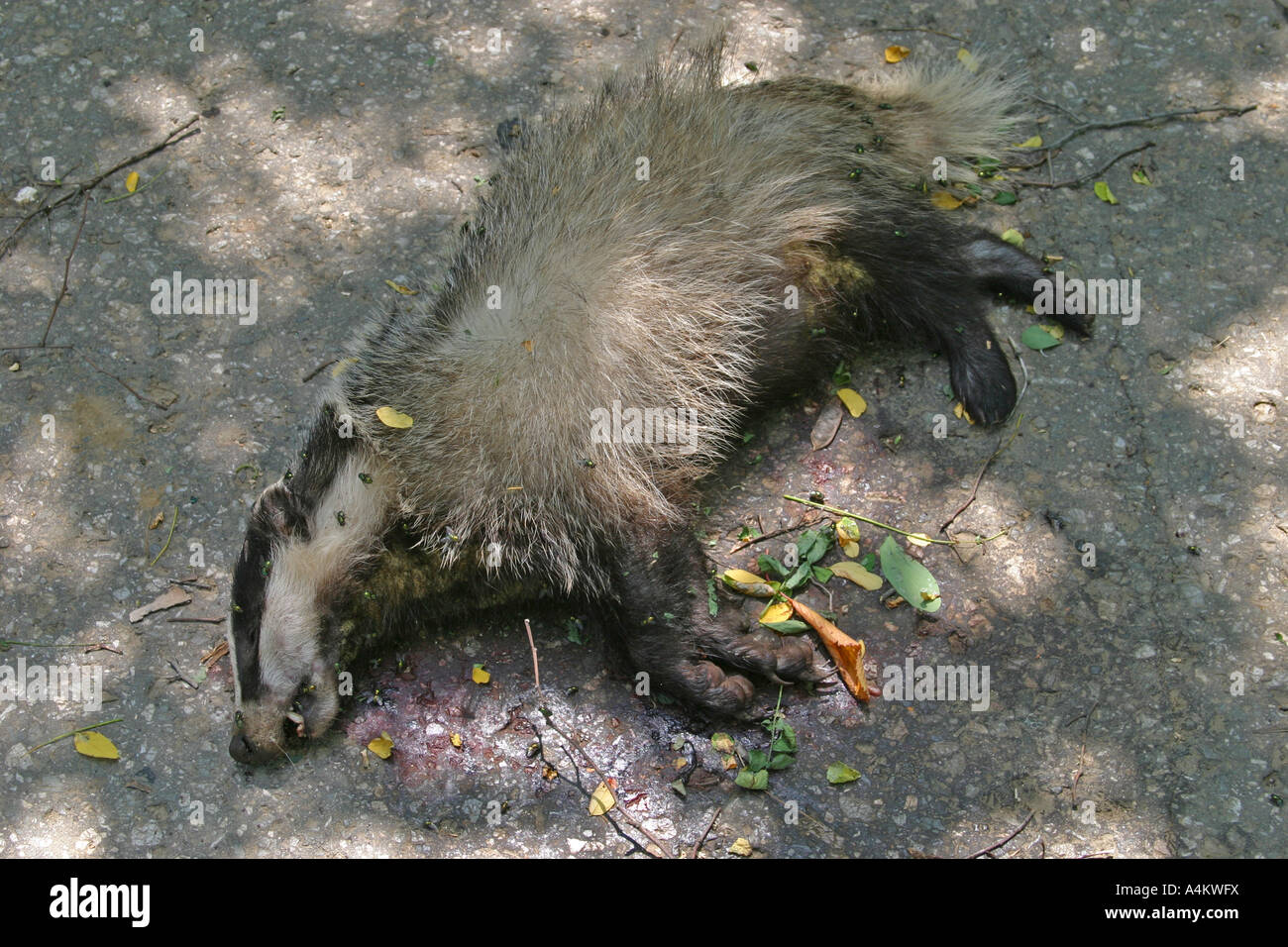 Dead badger at roadside Stock Photo - Alamy