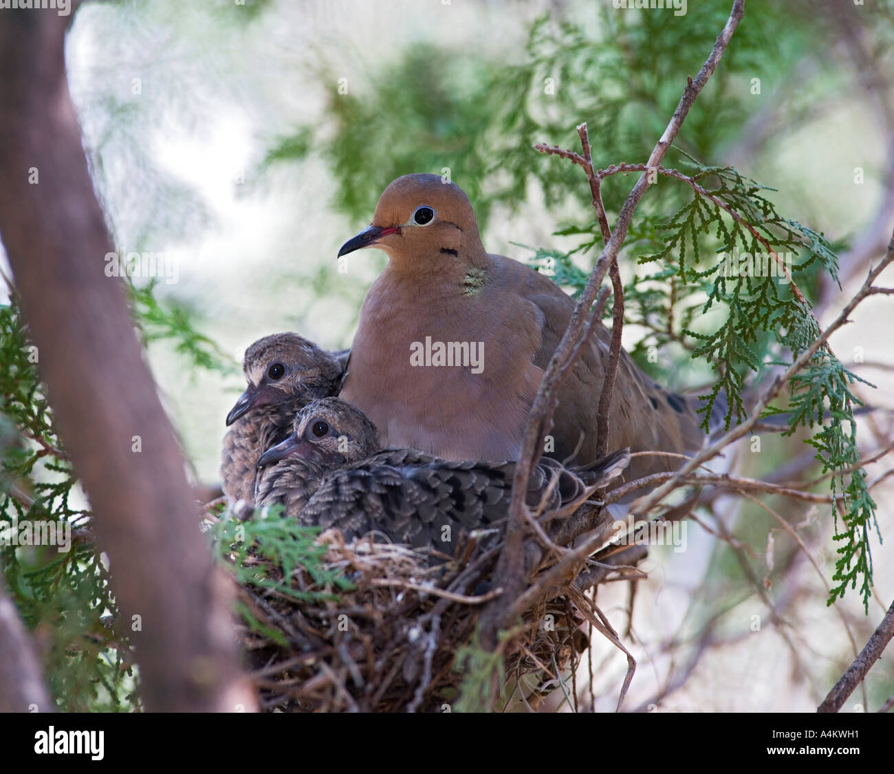 Pigeon mother with babies in nest Stock Photo - Alamy