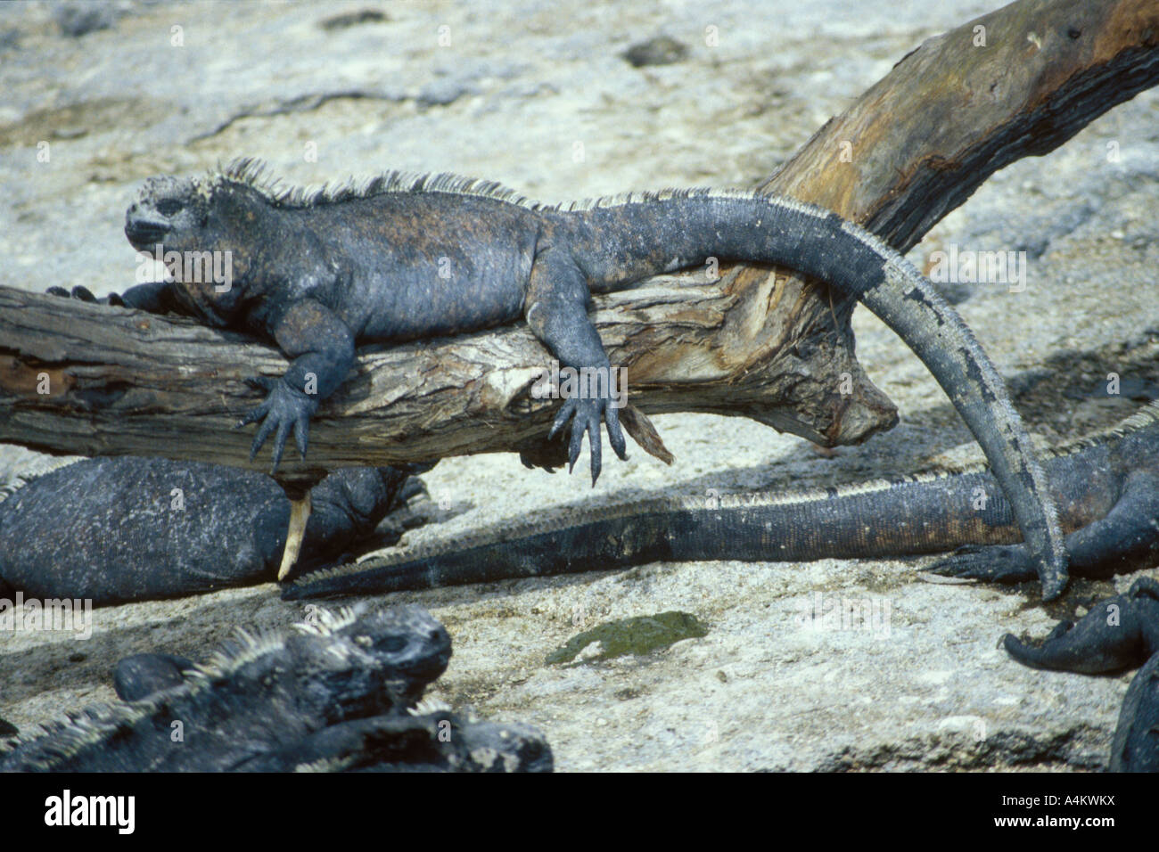 0033 hi-res stock photography and images - Alamy