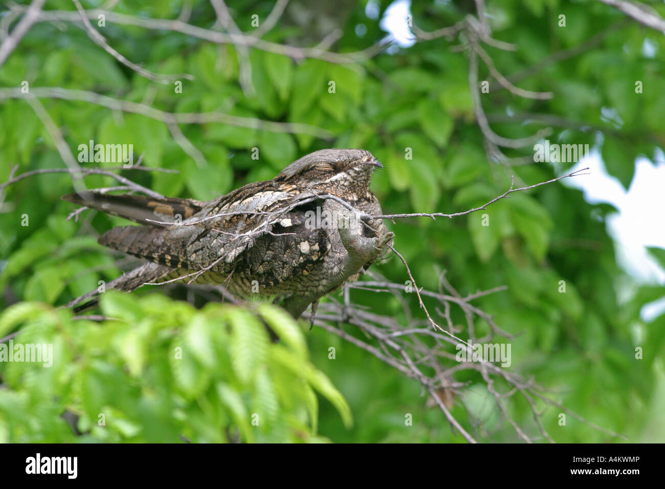 Nightjar, Caprimulgus europaeus Stock Photo - Alamy