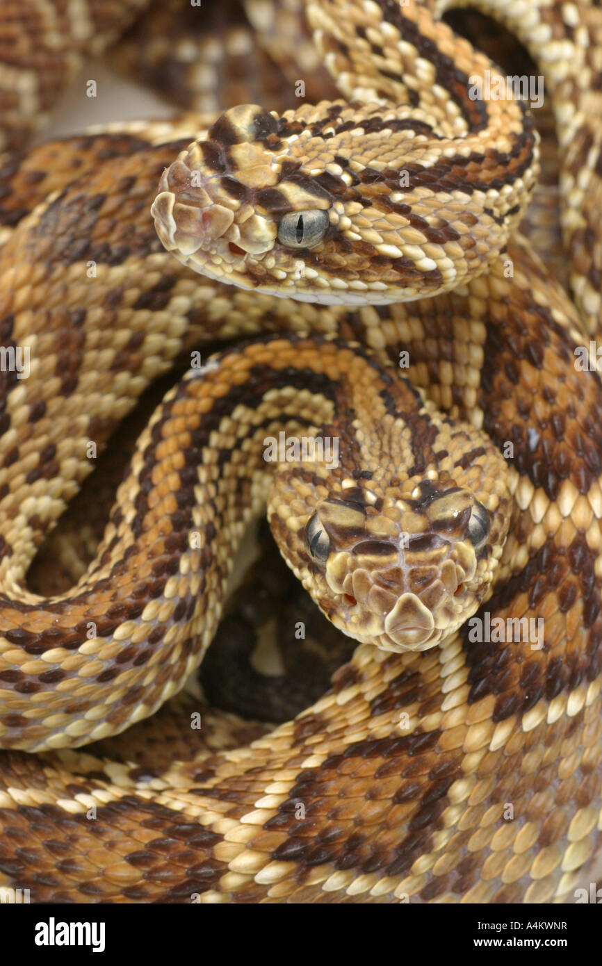 South American rattlesnake or tropical rattlesnake, Crotalus durissus ...