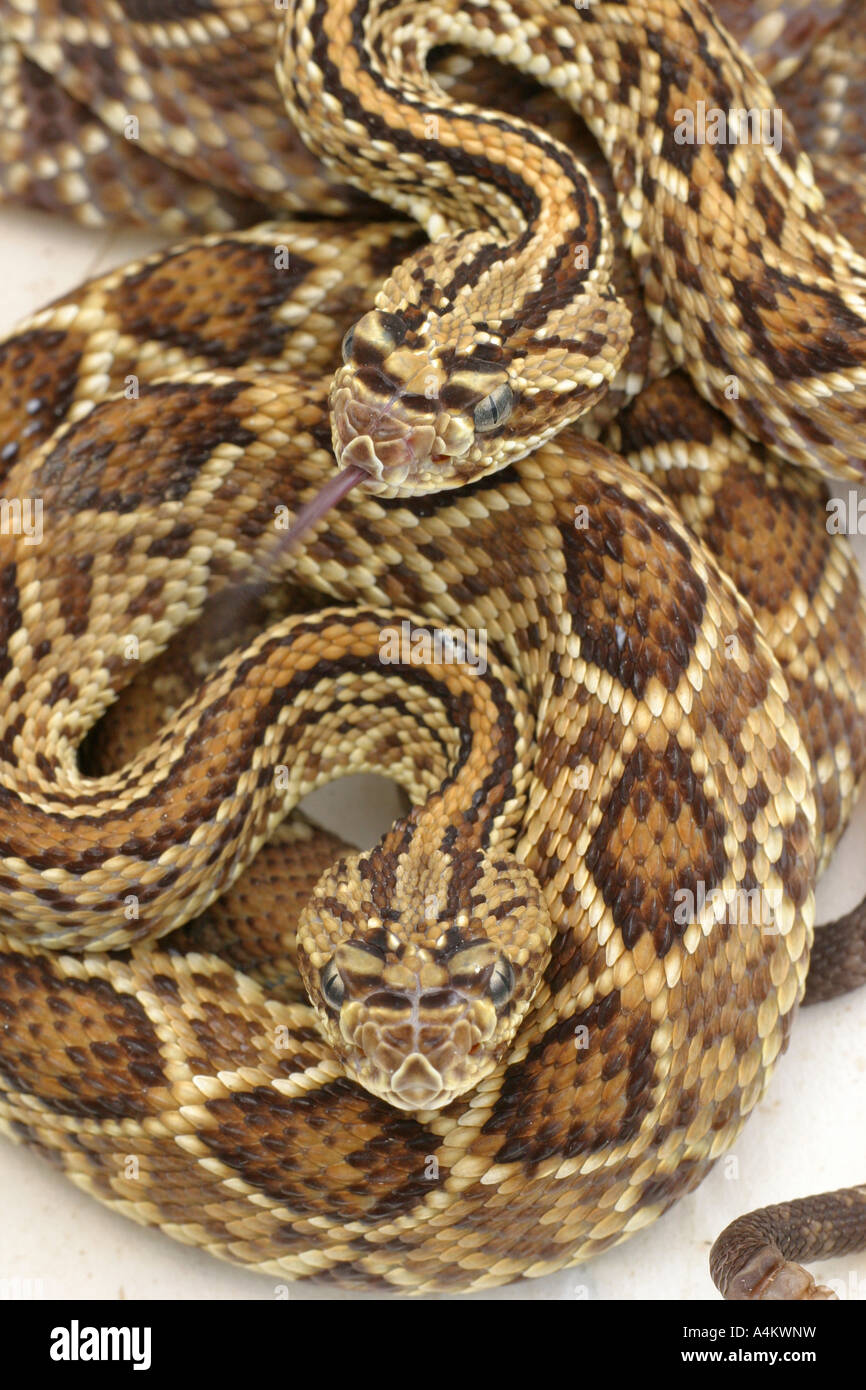 South American rattlesnake or tropical rattlesnake, Crotalus durissus ...