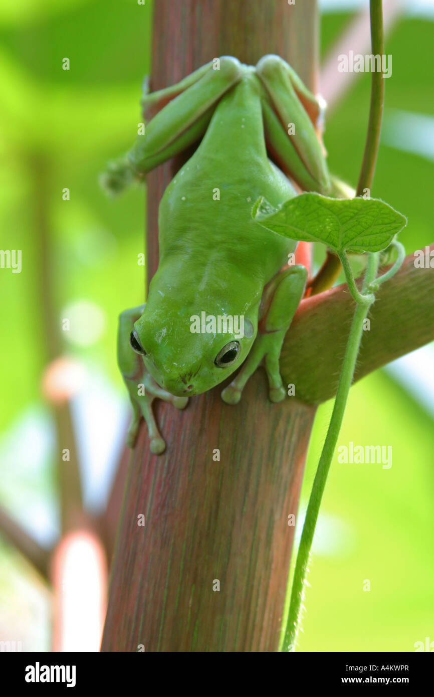 exotic tree frog, Litoria caerulea Stock Photo - Alamy