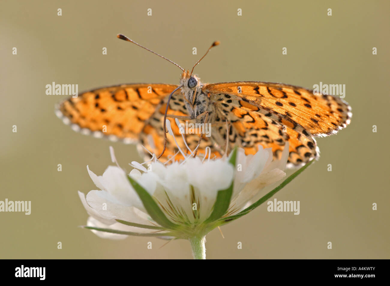 Lesser Spotted Fritillary /Melitaea trivia Stock Photo - Alamy