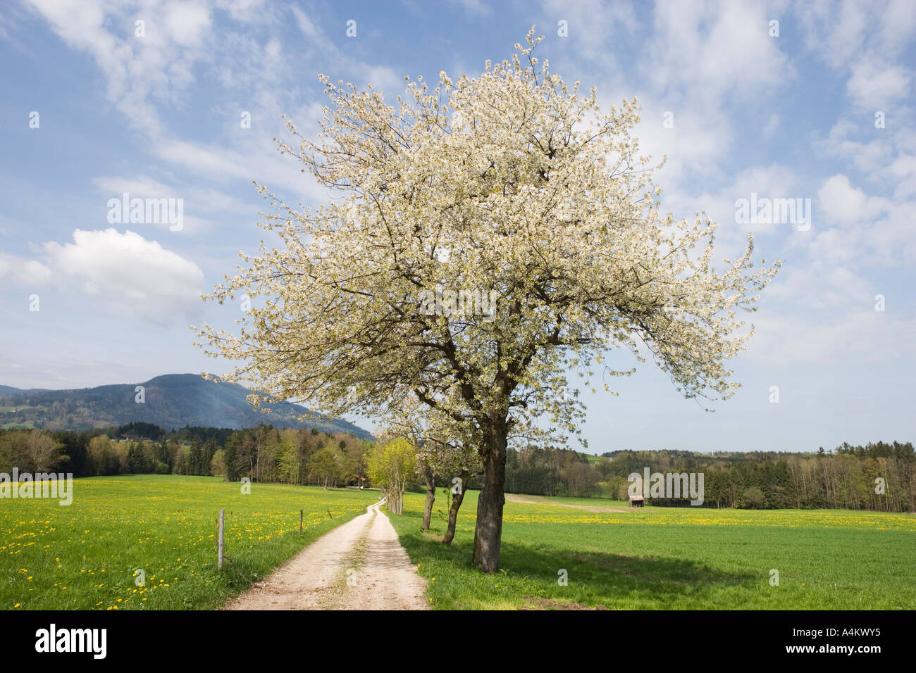 Field road apple tree hi-res stock photography and images - Alamy