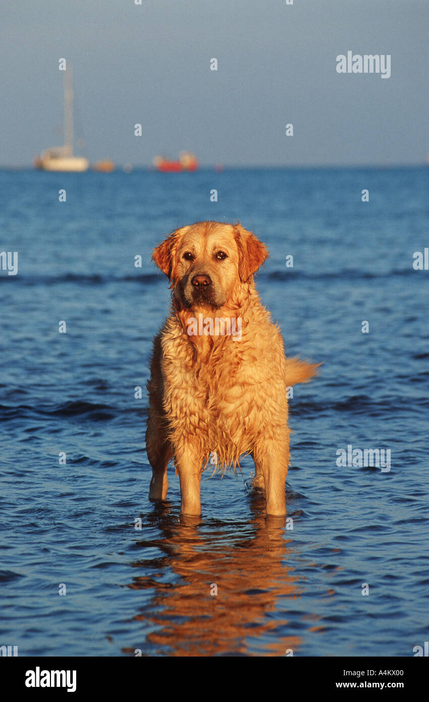 GOLDEN RETRIEVER in sea Stock Photo - Alamy