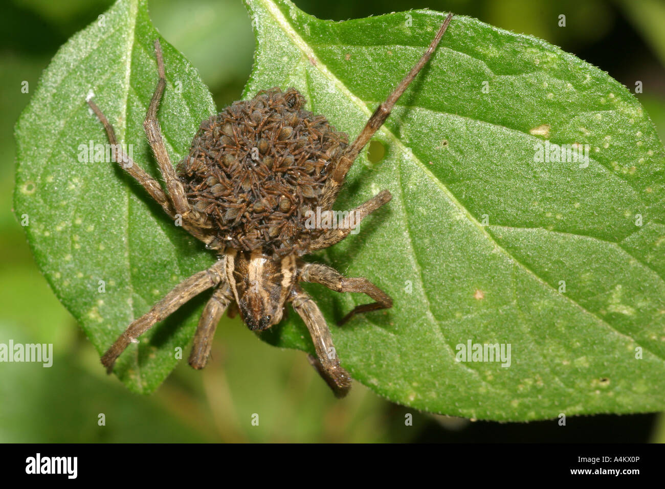 female spider with young Stock Photo - Alamy