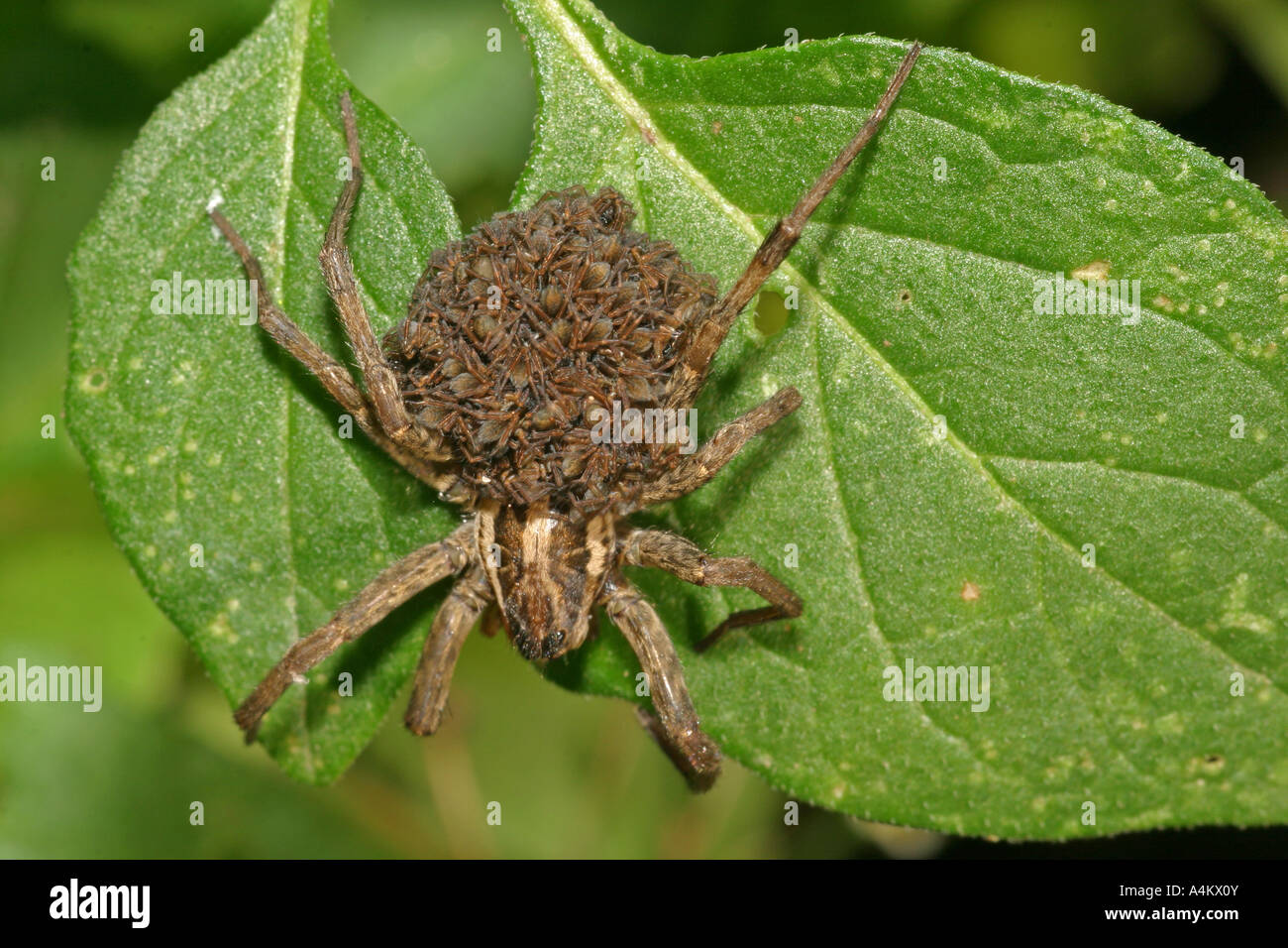 Female spider with young Stock Photo - Alamy