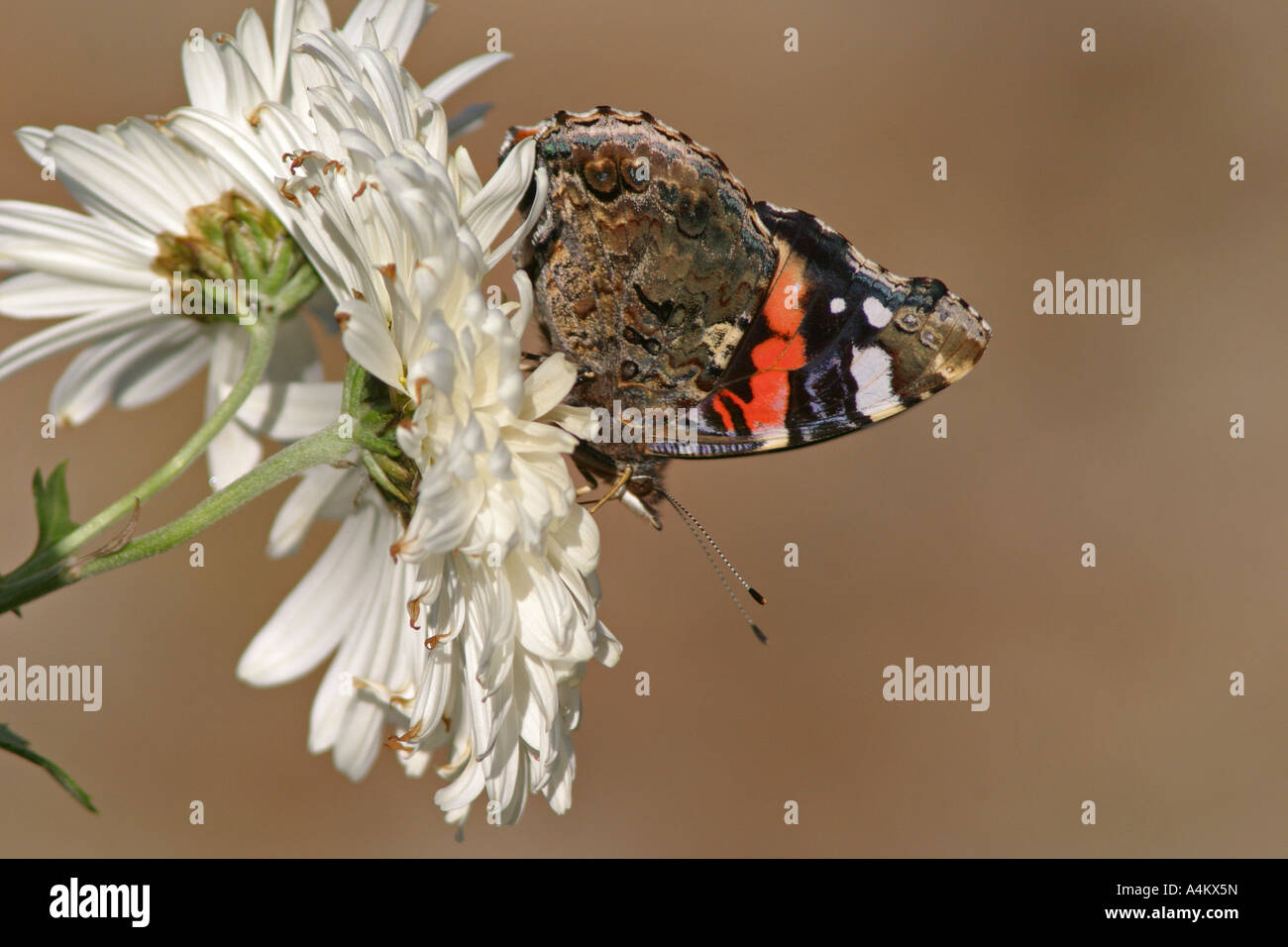 Painted Lady /Vanessa cardui Stock Photo - Alamy