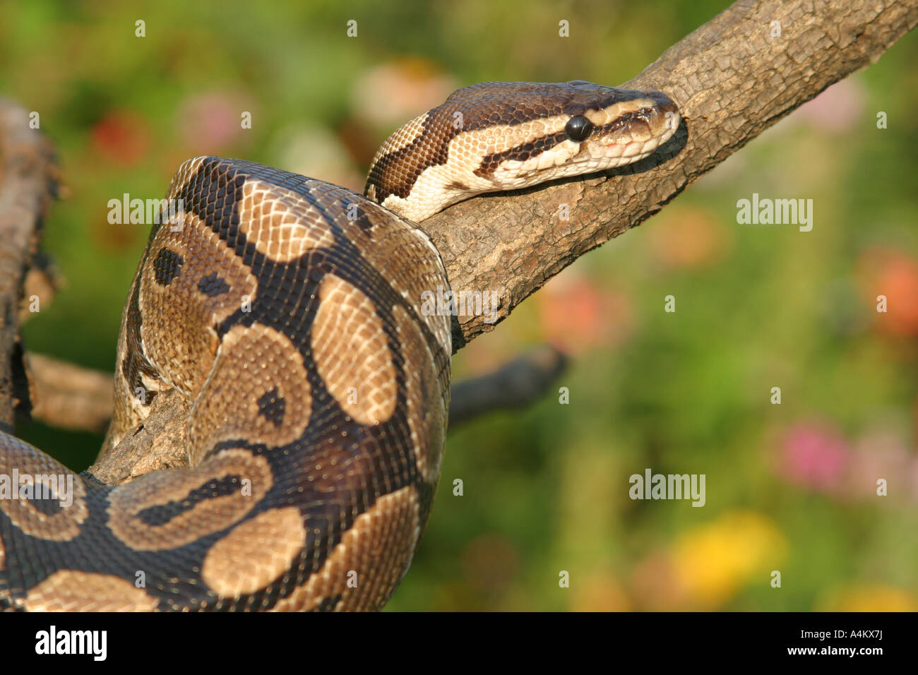 Adult ball python hi-res stock photography and images - Alamy