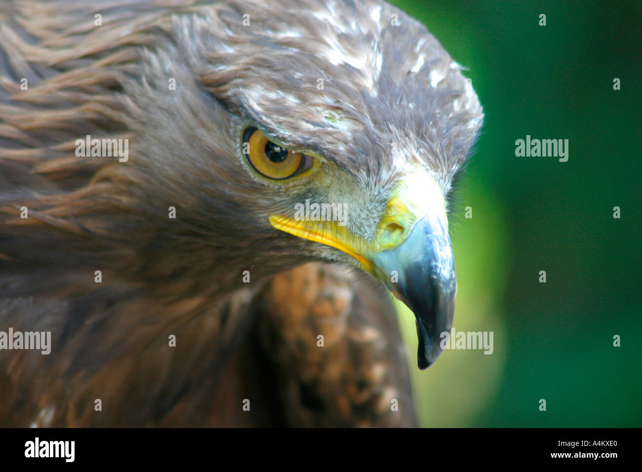 Eagle preying hi-res stock photography and images - Alamy