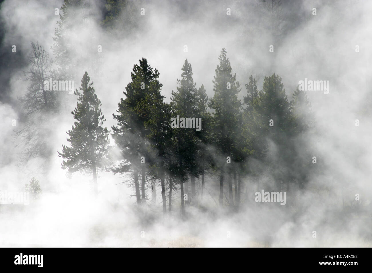 Trees through the mist Stock Photo - Alamy