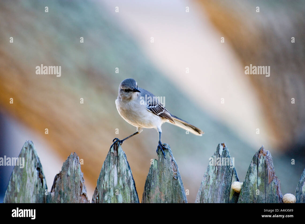 Birds sitting on fence hi-res stock photography and images - Alamy