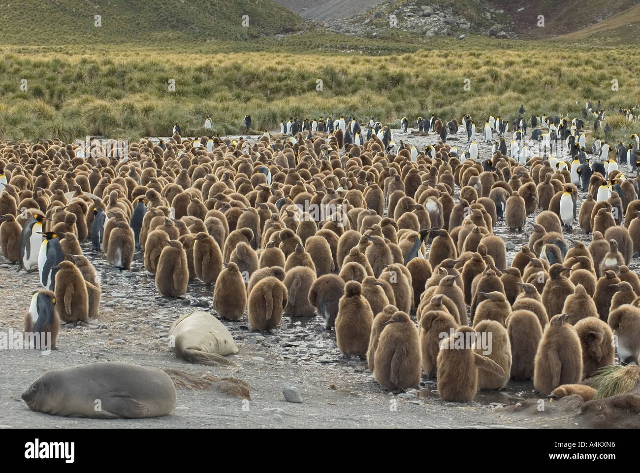 King Penguin Chicks in Creche at Gold Harbour beach South Georgia ...
