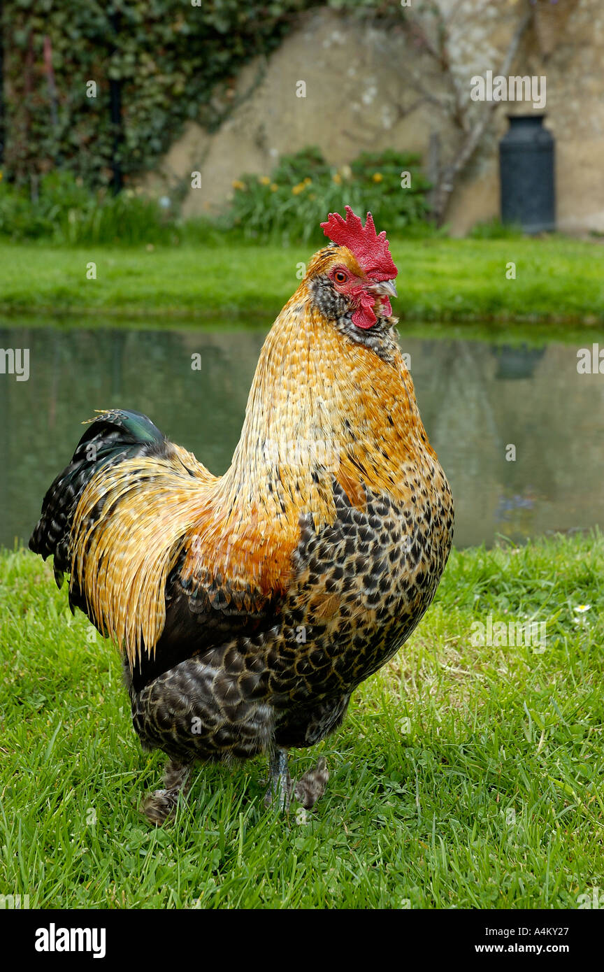 Black cockerel hi-res stock photography and images - Alamy