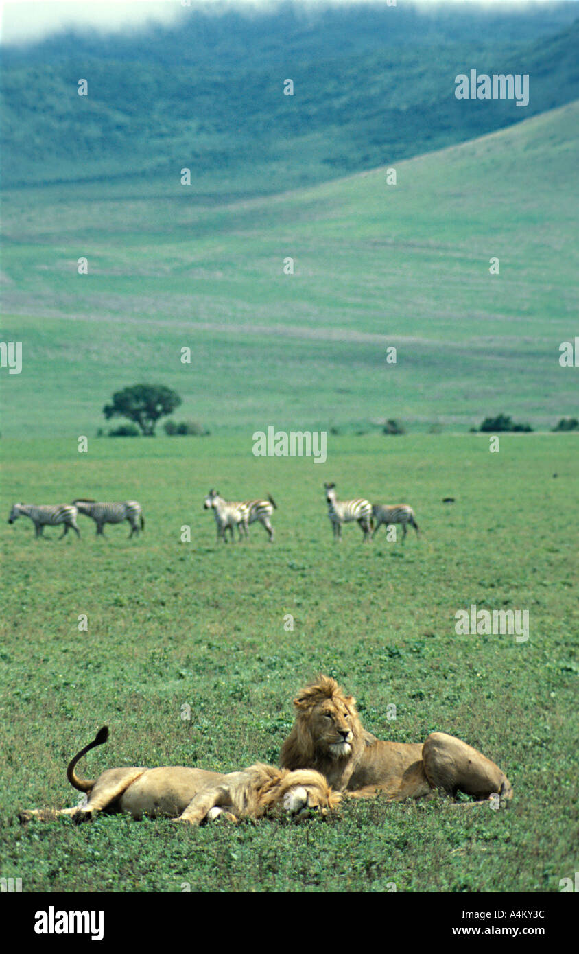 Two male lions waking up in the Ngorongoro Crater Tanzania Stock Photo ...