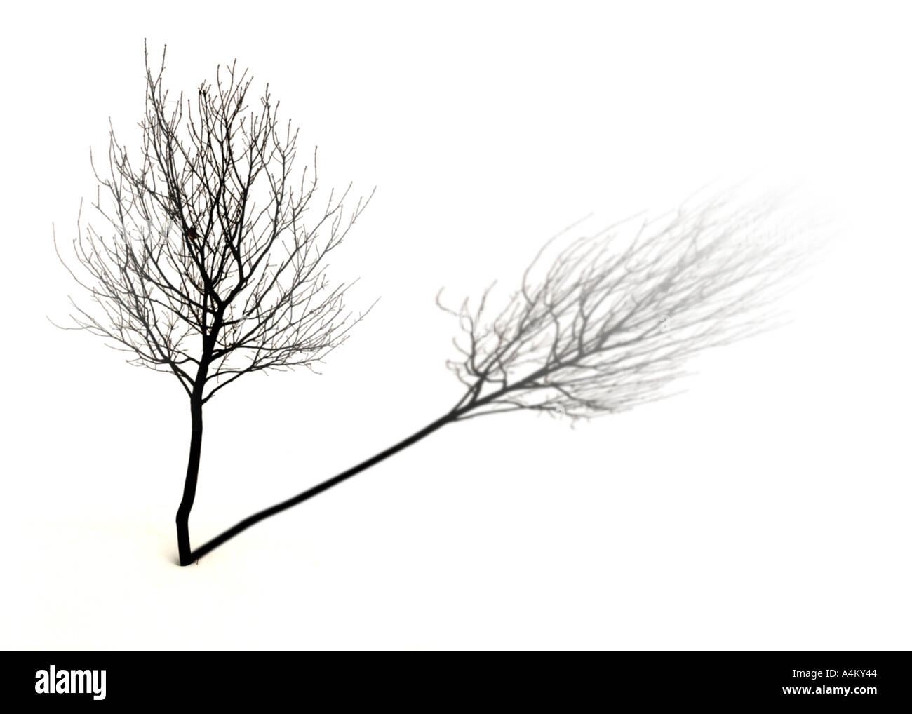 A black tree and it s shadow on a white background Stock Photo - Alamy