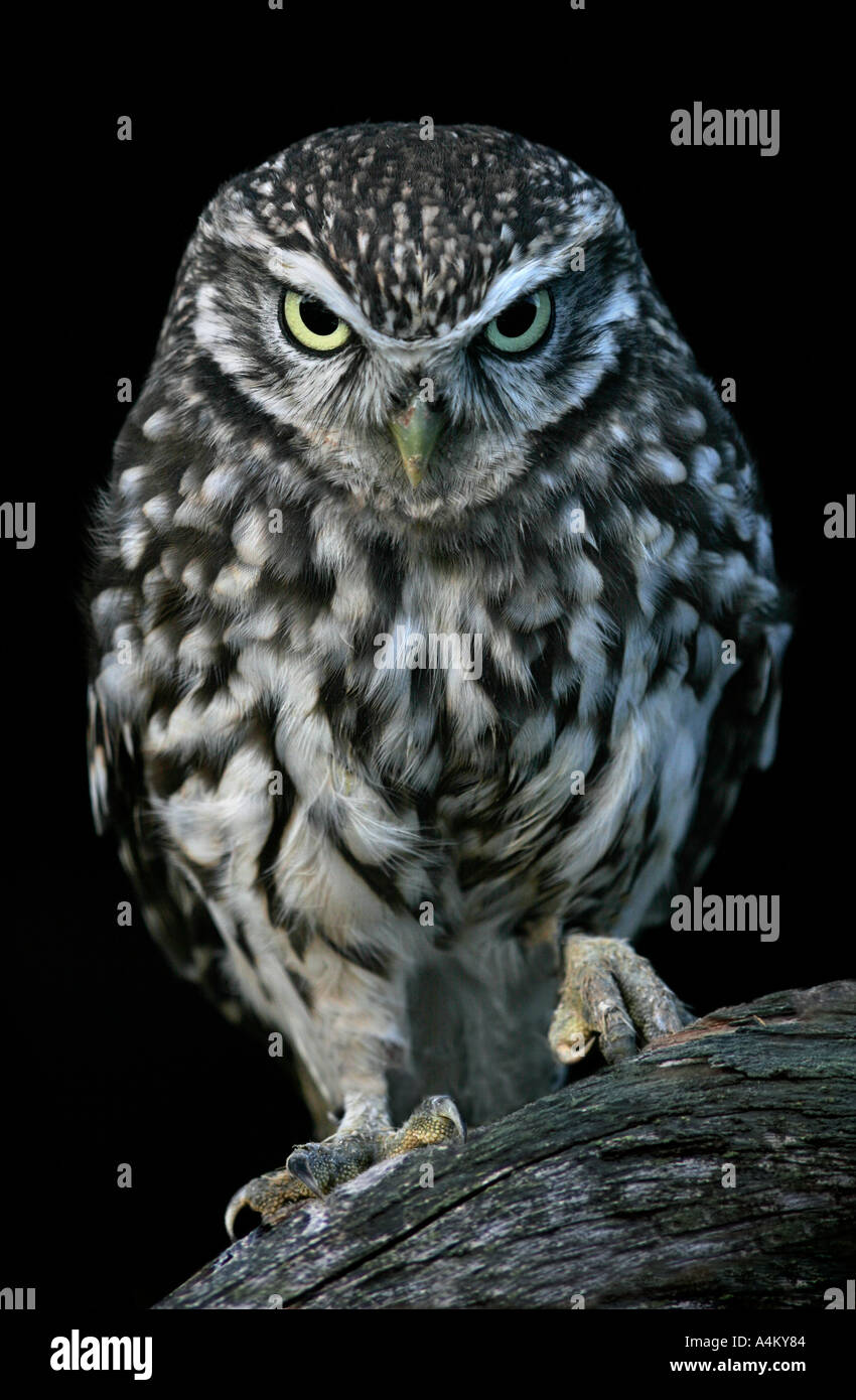 Little Owl (c Stock Photo - Alamy