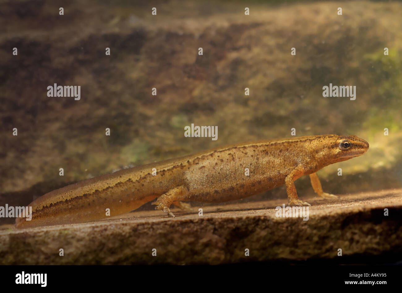 Female Smooth Newt (c Stock Photo - Alamy