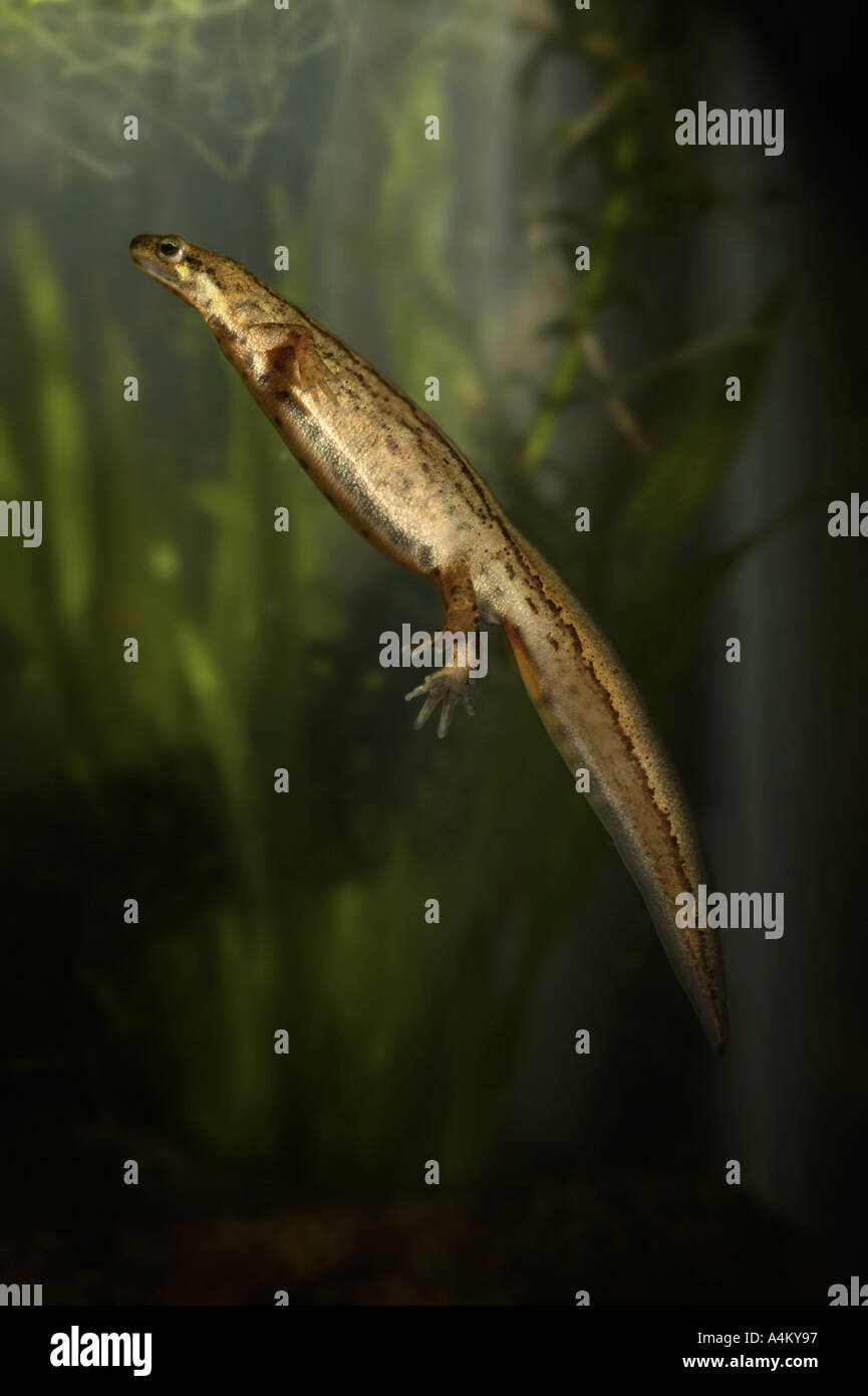 Female Smooth Newt (c Stock Photo - Alamy