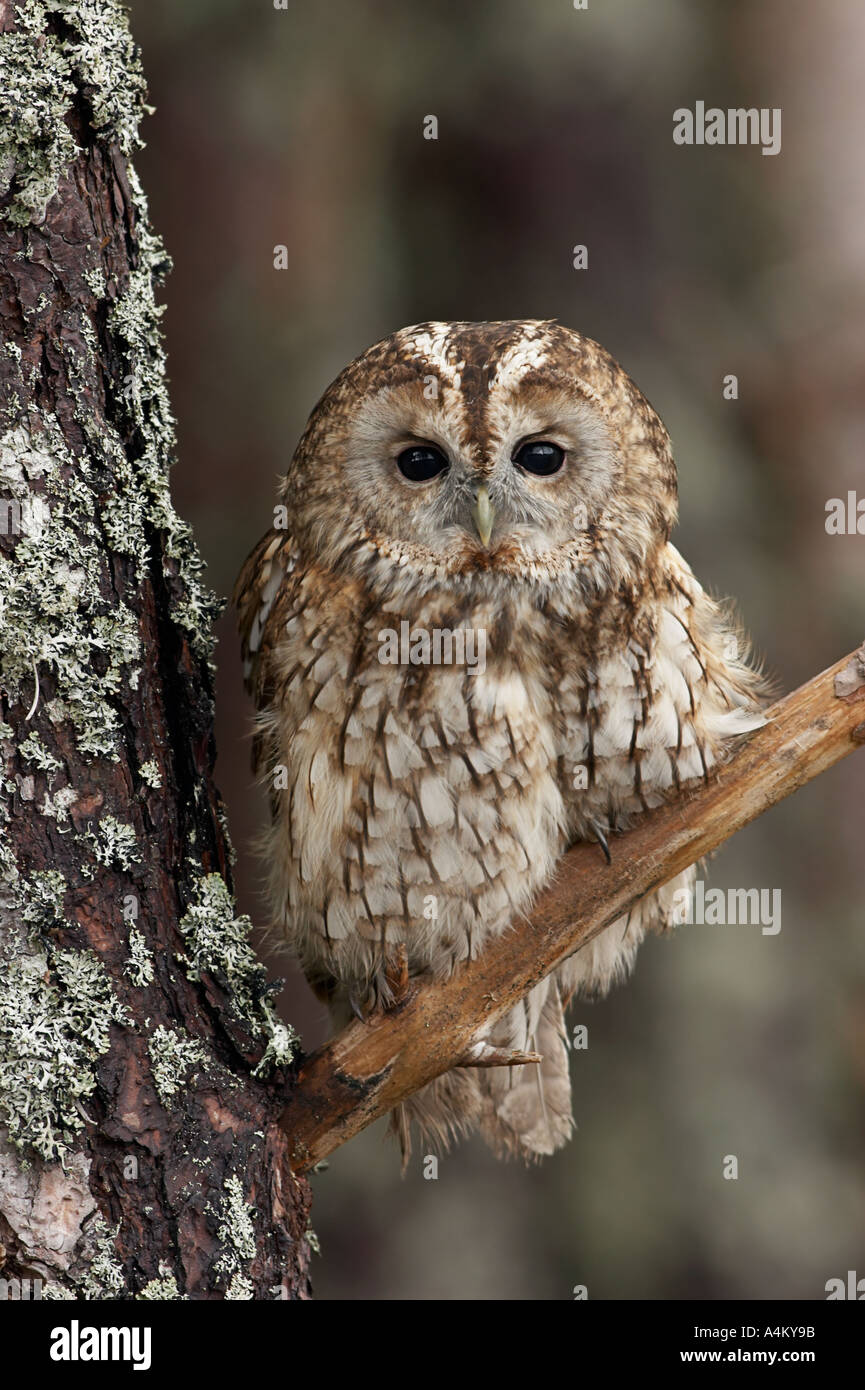 Tawny Owl (c Stock Photo - Alamy