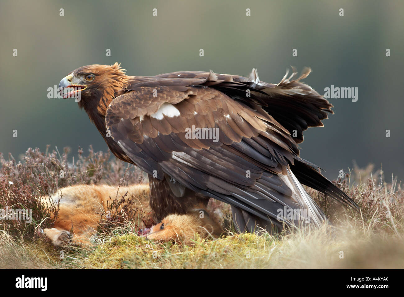 Golden eagle on fox hi-res stock photography and images - Alamy