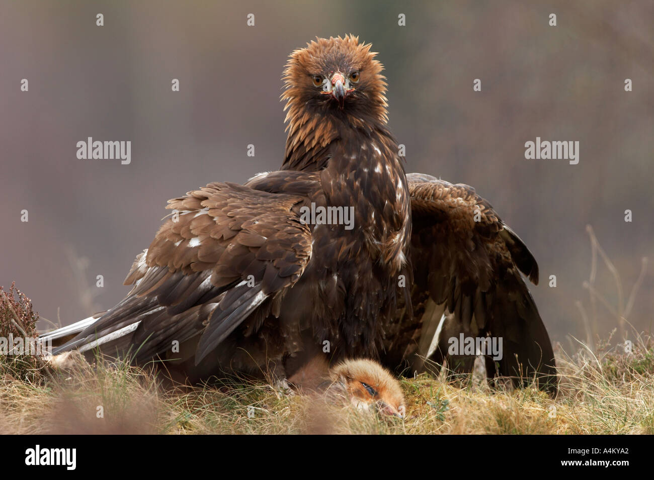 Golden Eagle mantling fox (c Stock Photo - Alamy