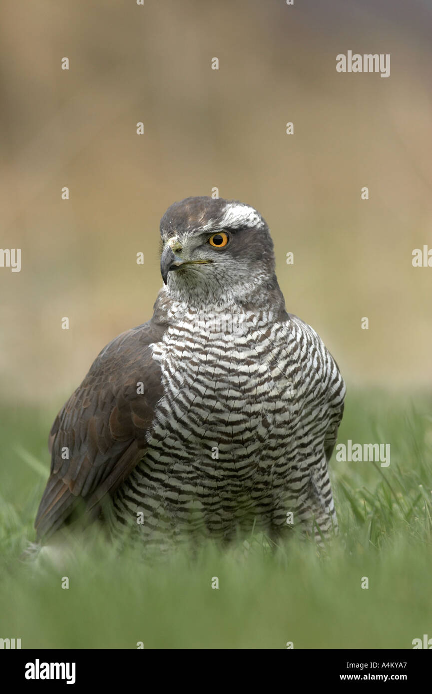British goshawk hi-res stock photography and images - Alamy