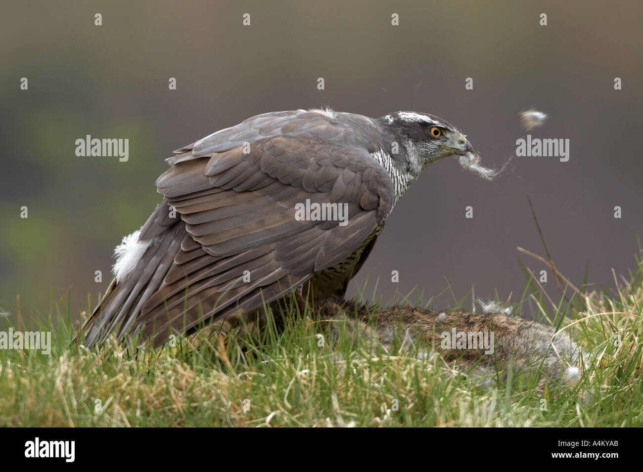 Goshawk feeding on Hare (c Stock Photo - Alamy